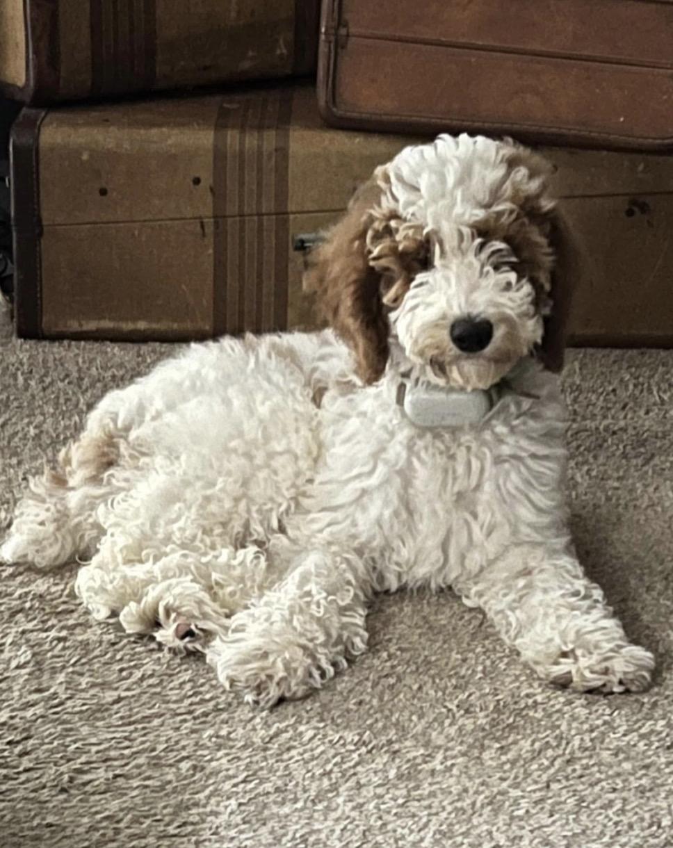 Blessing Labradoodles, Goldendoodles, standard and mini’s in Alabama ...