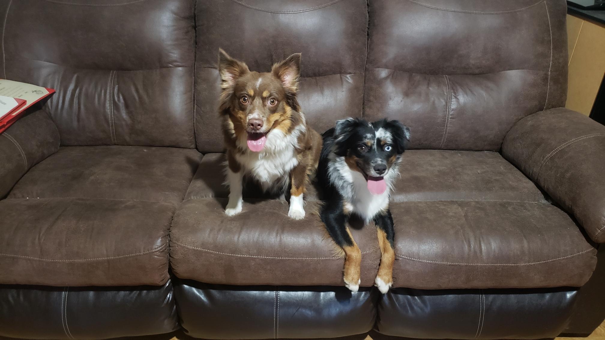 Sparky's Farm in Florida | Miniature Australian Shepherd puppies | Good Dog