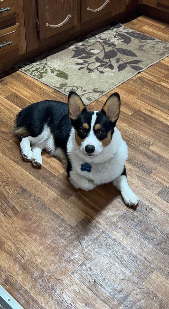 MKM Corgi Company in Iowa | Pembroke Welsh Corgi and American Corgi ...