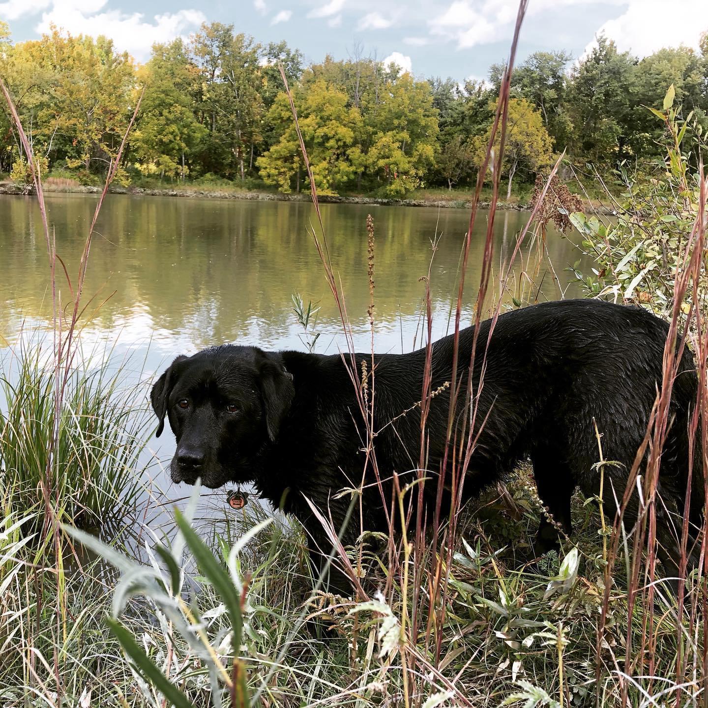 Brookside Labrador Retrievers in Ohio | Labrador Retriever puppies ...