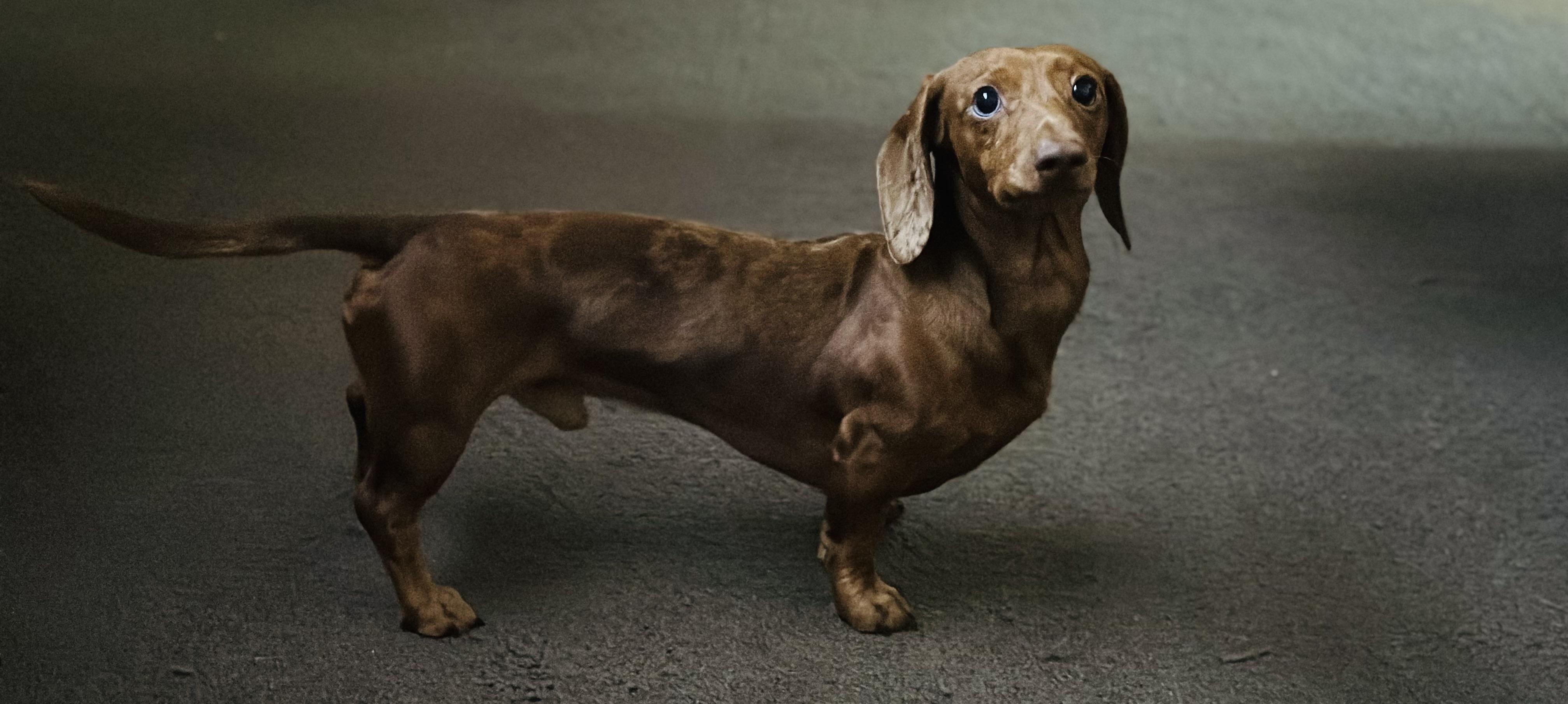 Kalua's Doxies in Missouri | Dachshund puppies | Good Dog
