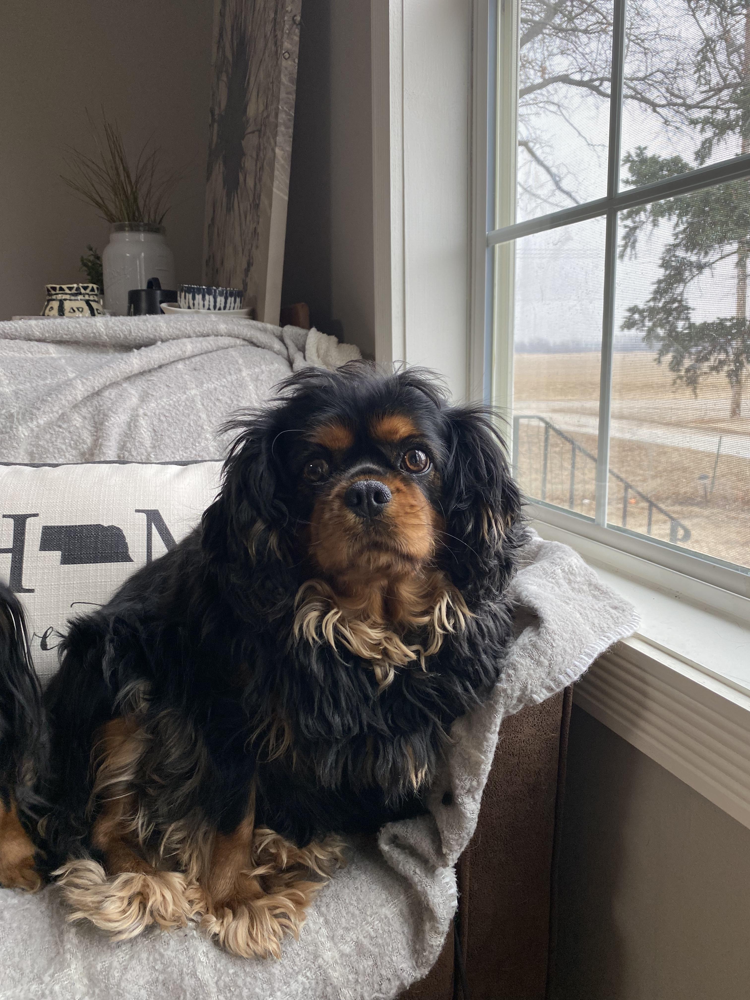 Bluffroads Cavaliers and Chiliers in Nebraska | Cavalier King Charles ...