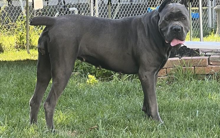 Midwest Cane Corso in Ohio | Cane Corso puppies | Good Dog