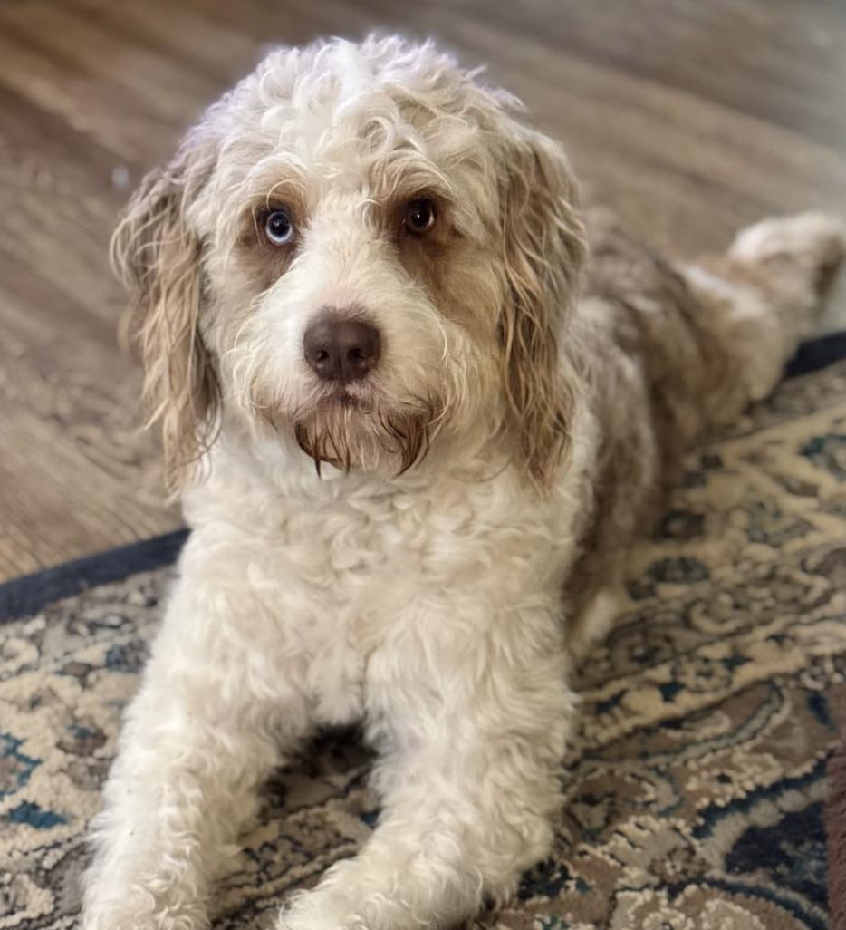 Rachael's Aussiedoodle Stud in California | Aussiedoodle puppies | Good Dog