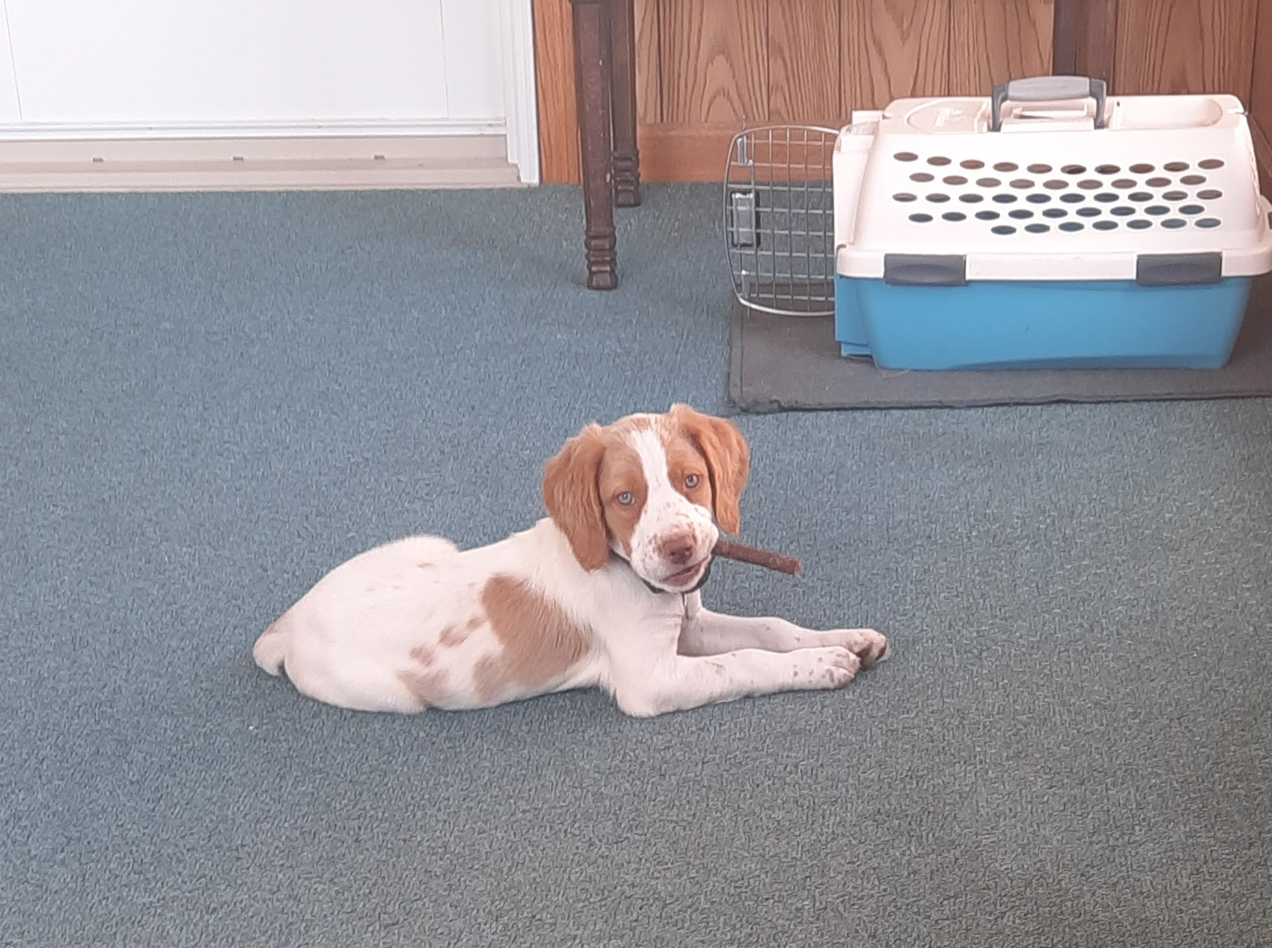 2345 ELO Erica's Liver & Orange Brittany Puppies in Ohio | Brittany ...