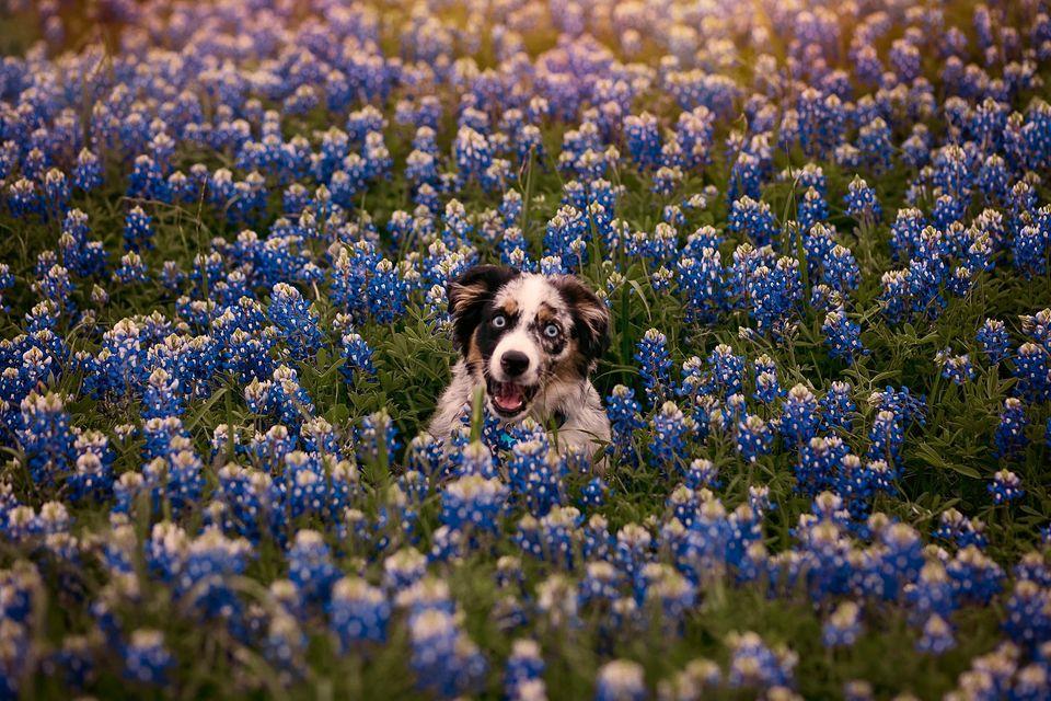 Patience Creek Mini Aussie in Texas | Miniature Australian Shepherd ...