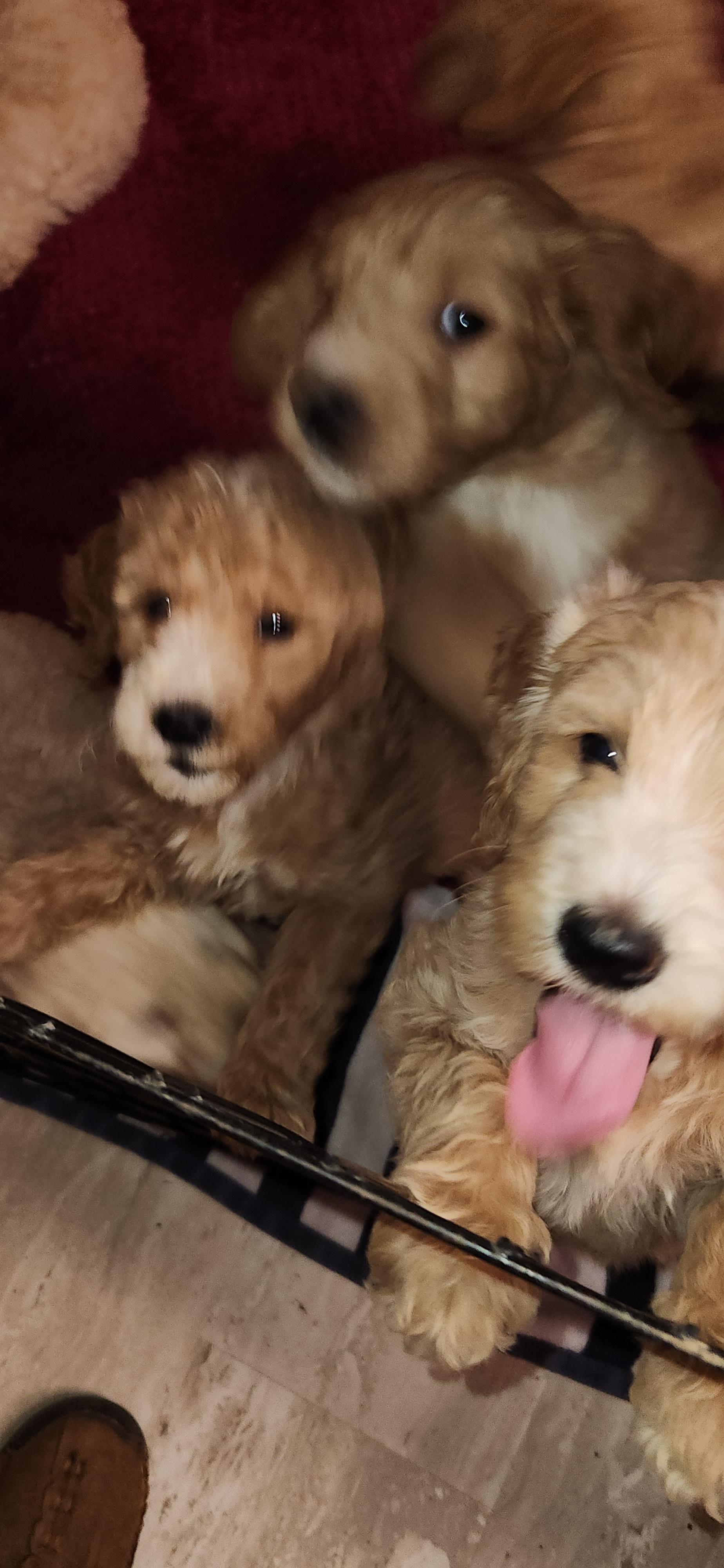 Sunshine Doodles in Arizona | Goldendoodle puppies | Good Dog