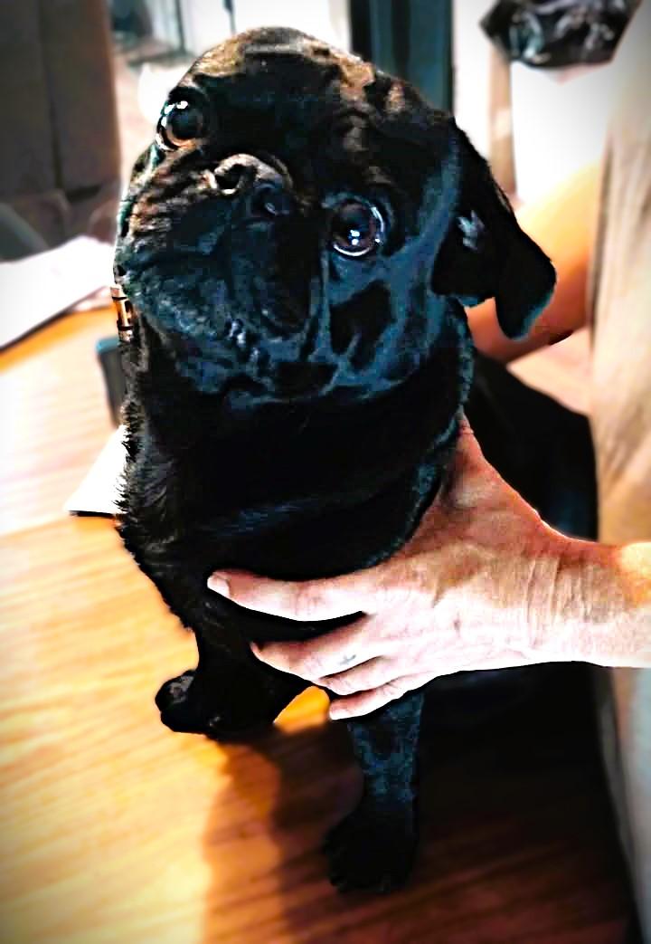 Easter Bostons & Pugs in Alabama | Boston Terrier and Pug puppies ...