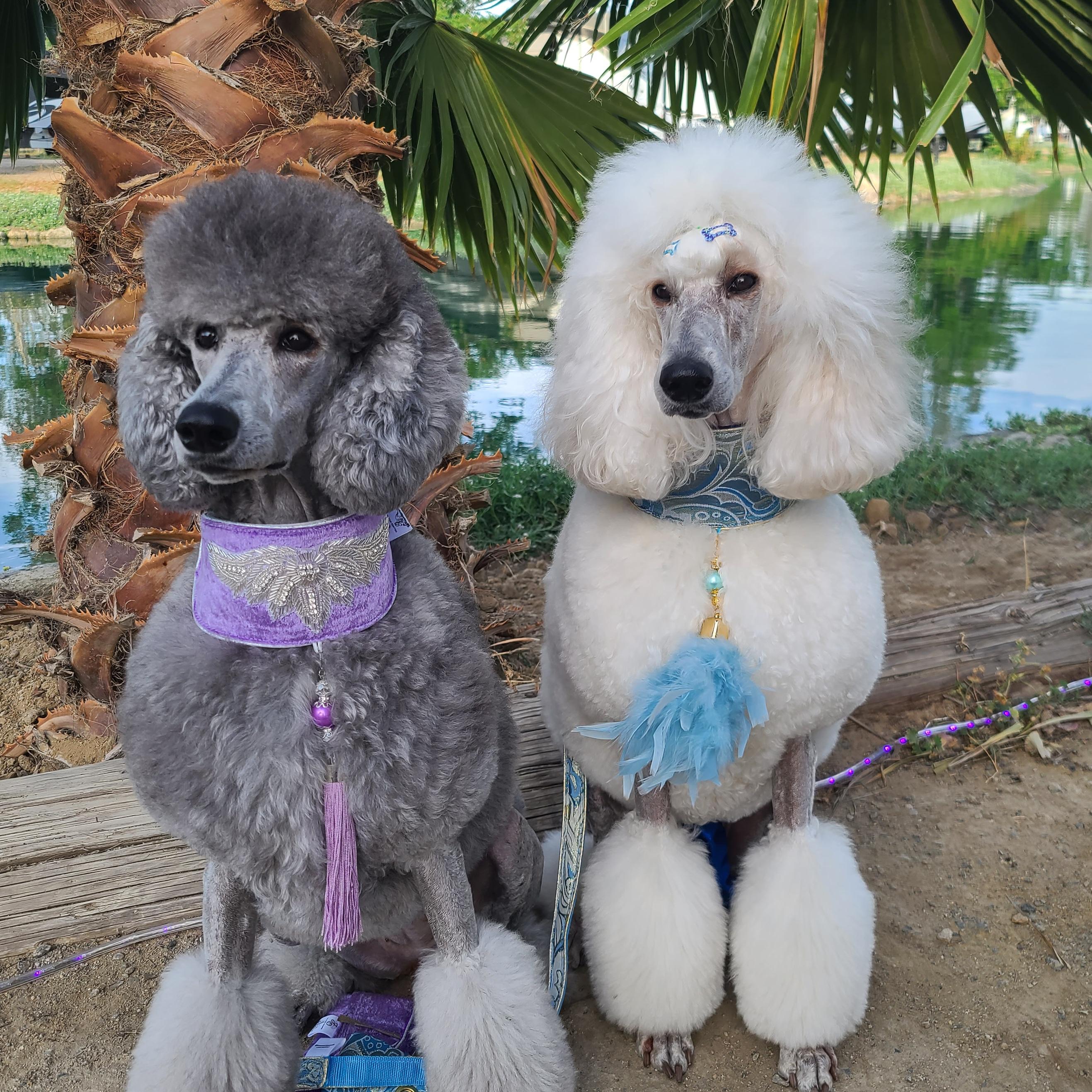 BrioPanache Poodles in Oregon | Poodle puppies | Good Dog
