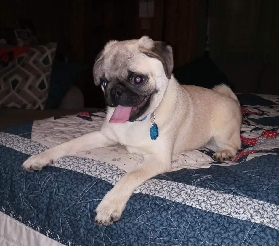 Pearl River Pugs in Mississippi | Pug puppies | Good Dog