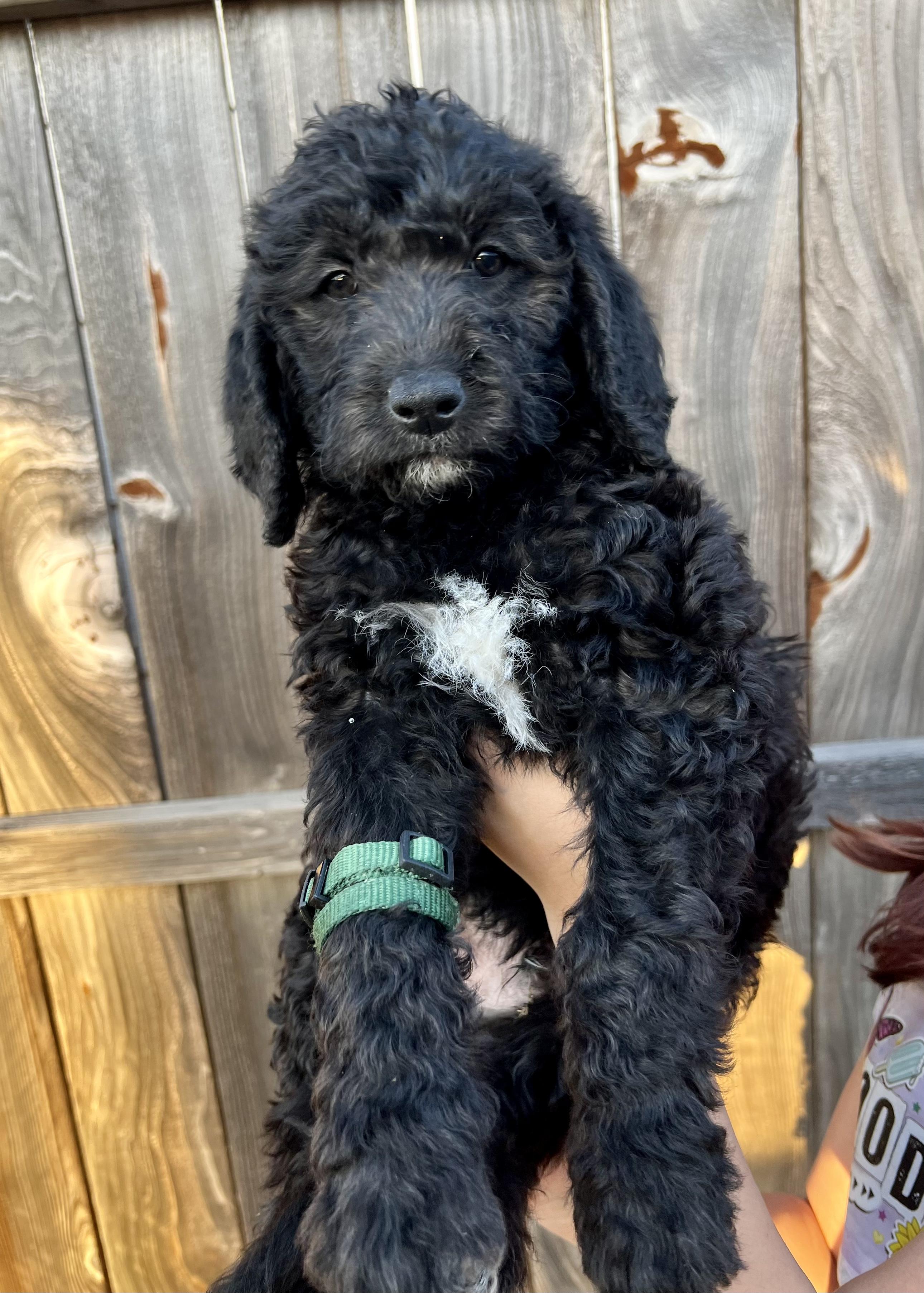 Sweet Tea Labradoodles in Texas | Labradoodle puppies | Good Dog