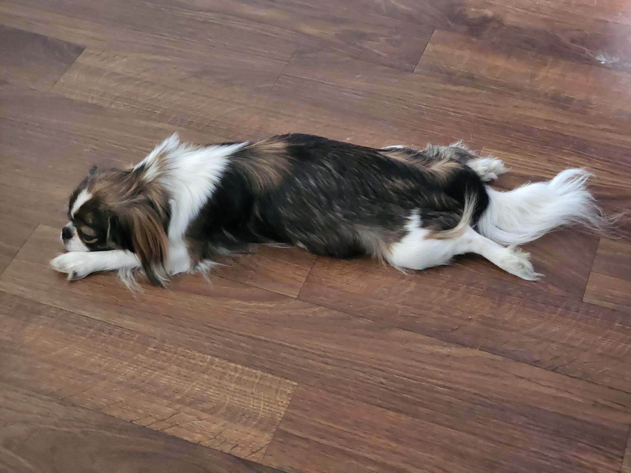 Chin Babies in Connecticut | Japanese Chin puppies | Good Dog
