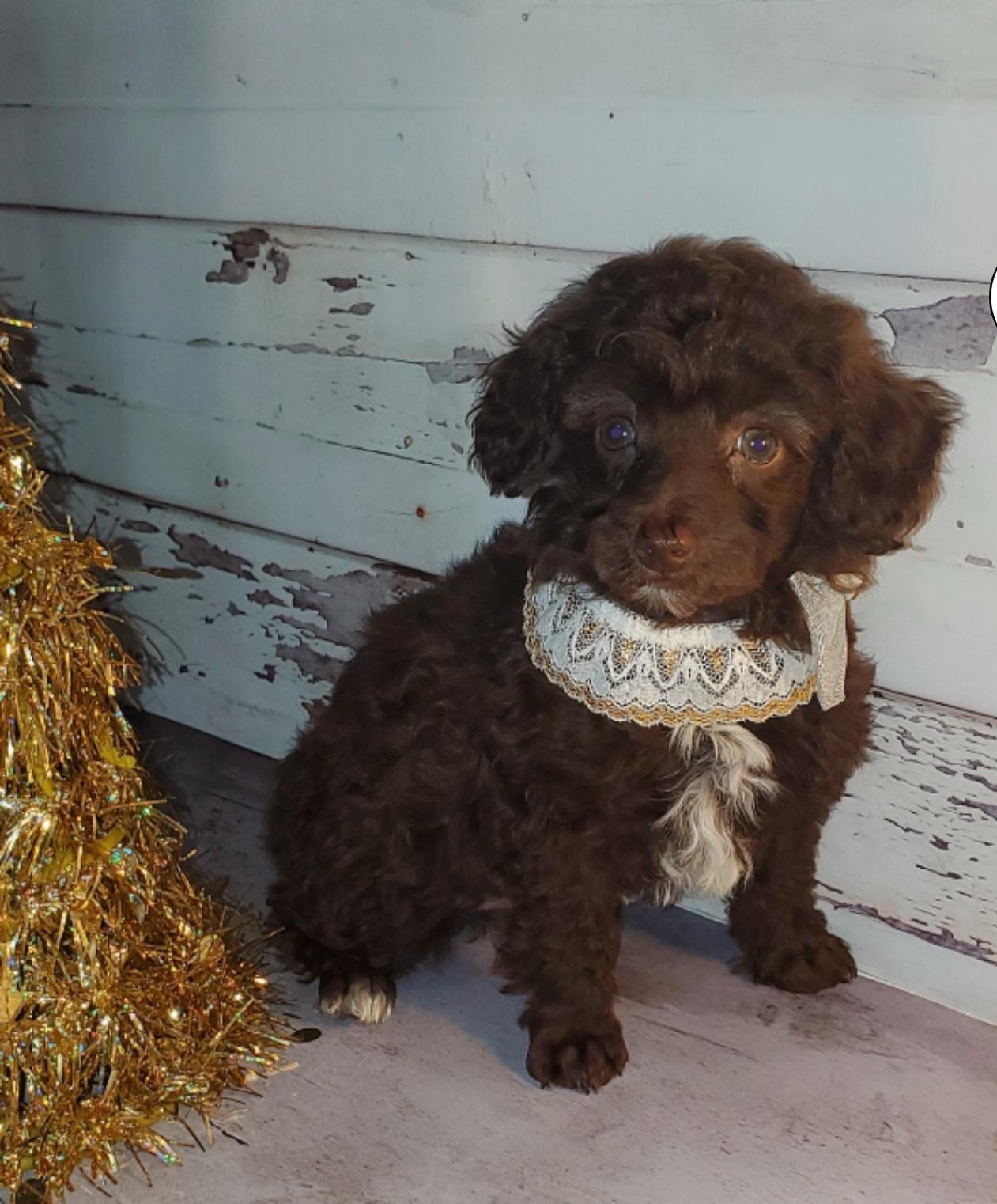 PacificNWPups in Oregon | Poodle puppies | Good Dog