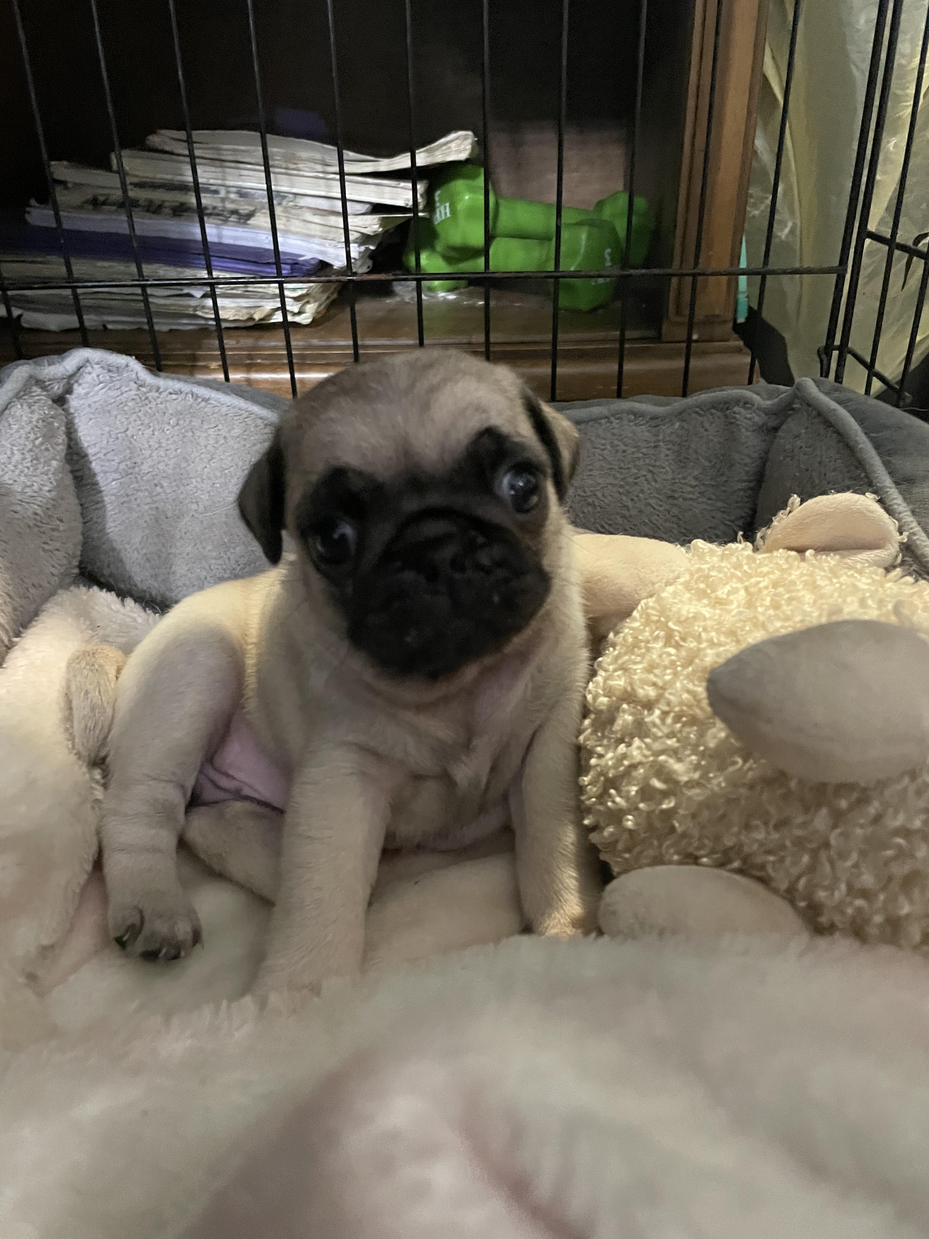 Garcia's Pugs in Texas | Pug puppies | Good Dog