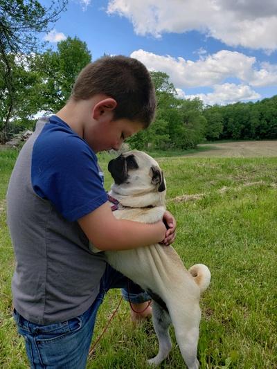 Lil'Farm Pugs in Wisconsin | Pug puppies | Good Dog