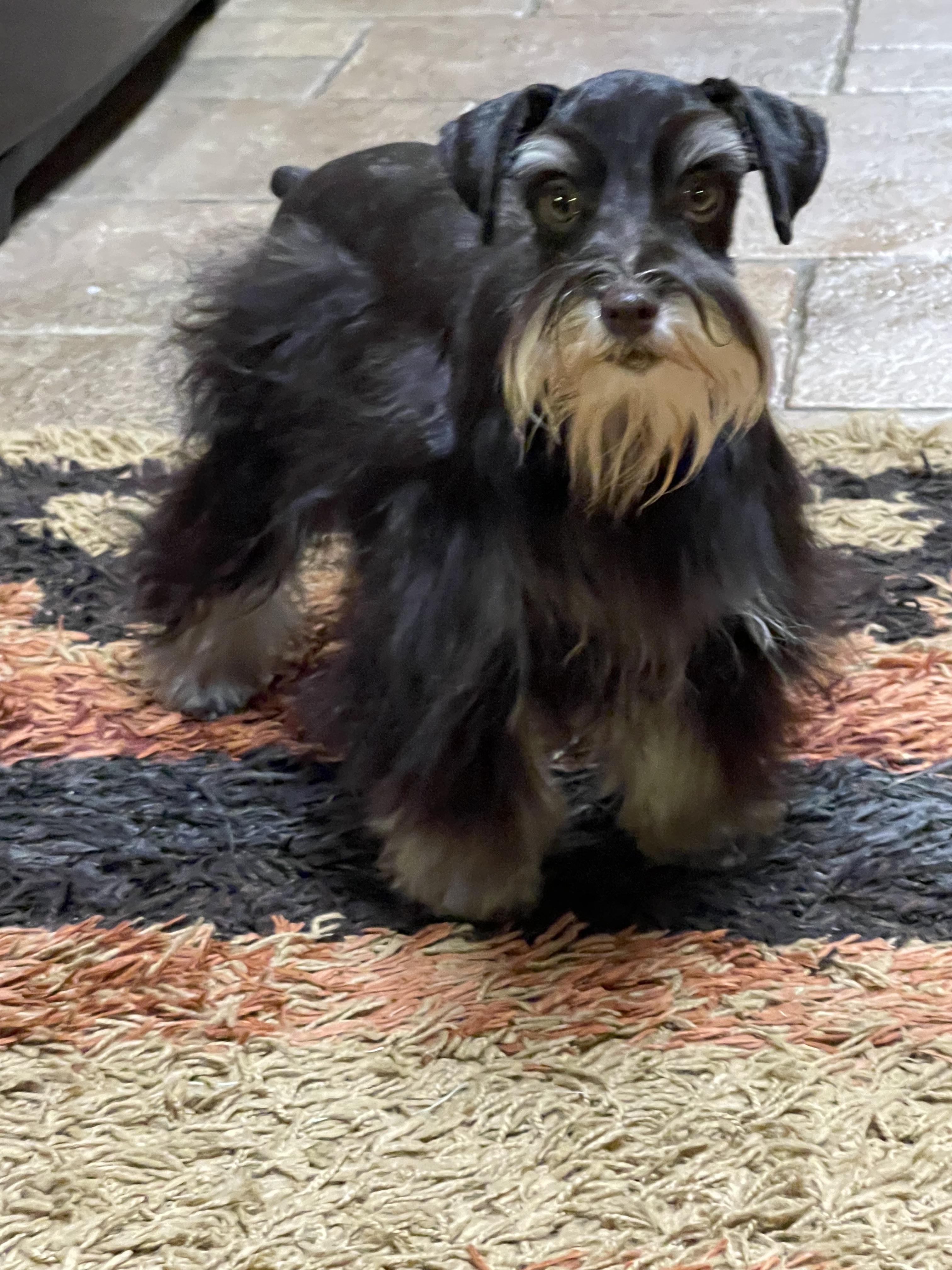 Ranch 4M in Texas | Miniature Schnauzer, Norwich Terrier or Yorkshire ...