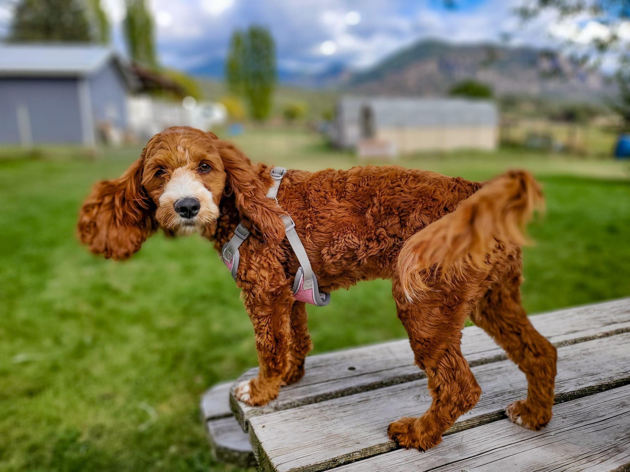 7 Sisters Cockapoos in Washington | Cockapoo and Goldendoodle puppies ...
