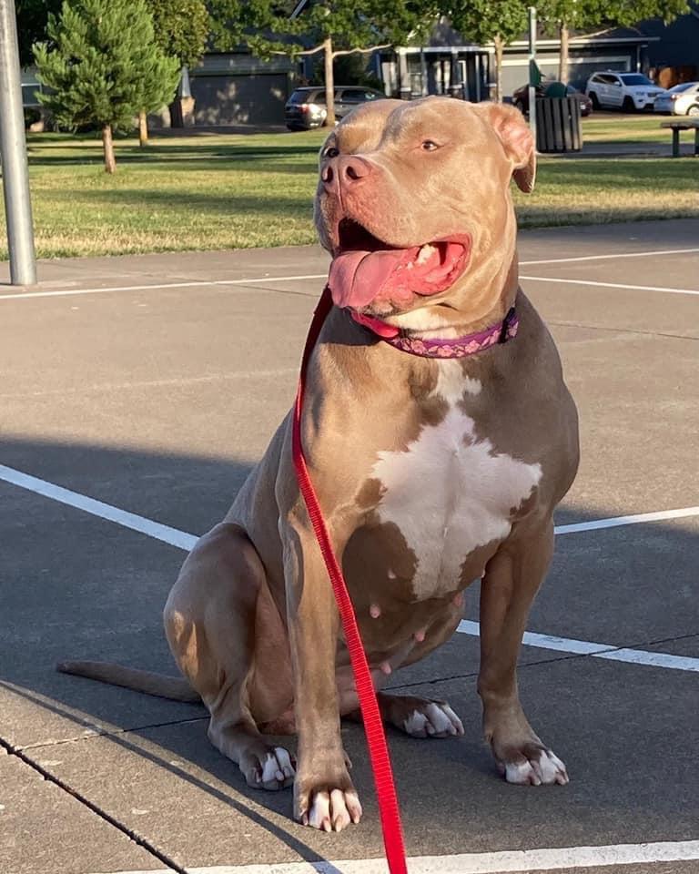 Golden Crescent Bullies in Oregon | American Bully puppies | Good Dog