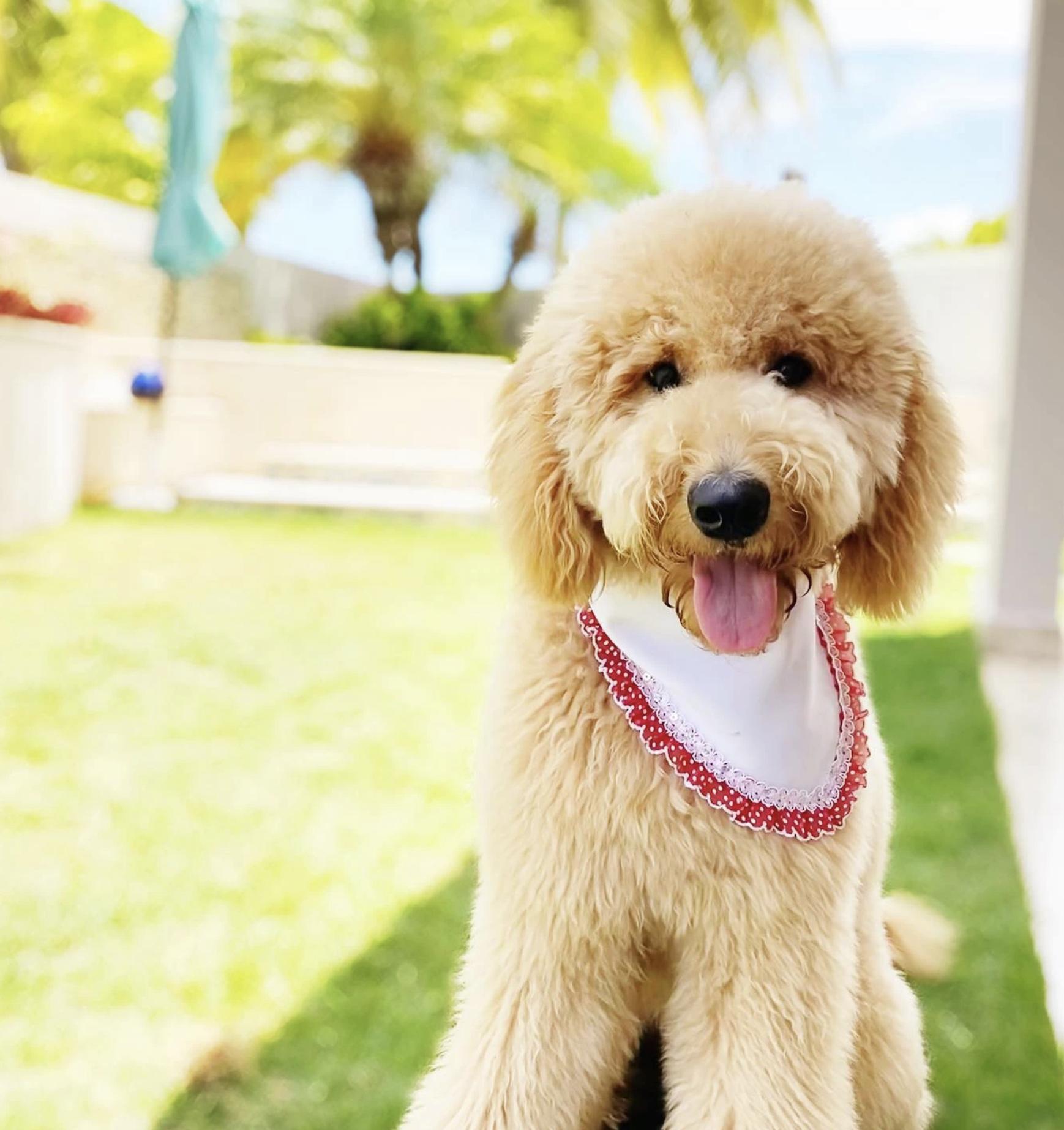 Great Doodles & Poodles in Florida | Goldendoodle and Poodle puppies ...