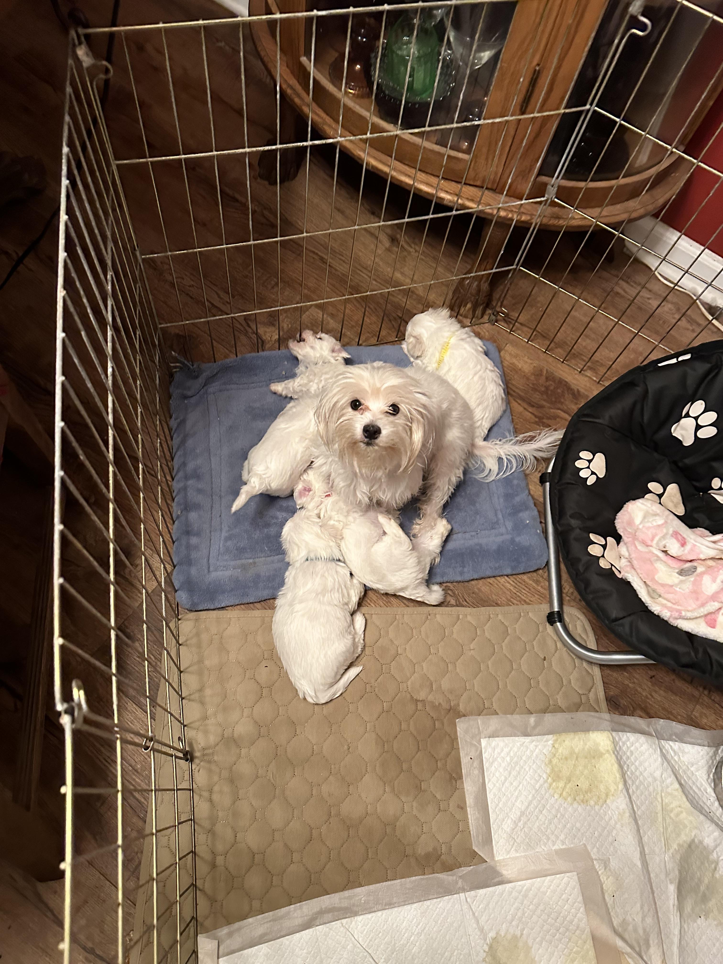 Lynn’s Precious Pups in Georgia | Maltese and Yorkshire Terrier puppies ...