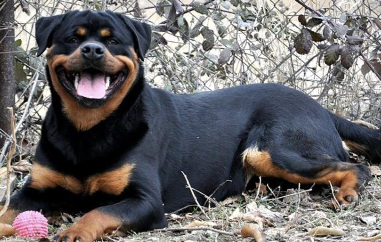 von Adlerhaus Rottweilers in Arizona | Rottweiler puppies | Good Dog