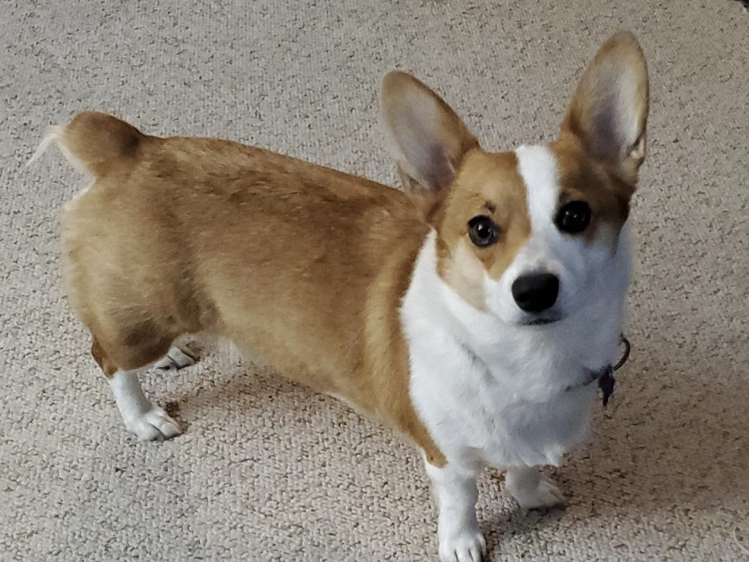 Crystal's Pembroke Welsh Corgis in New Mexico | Pembroke Welsh Corgi ...