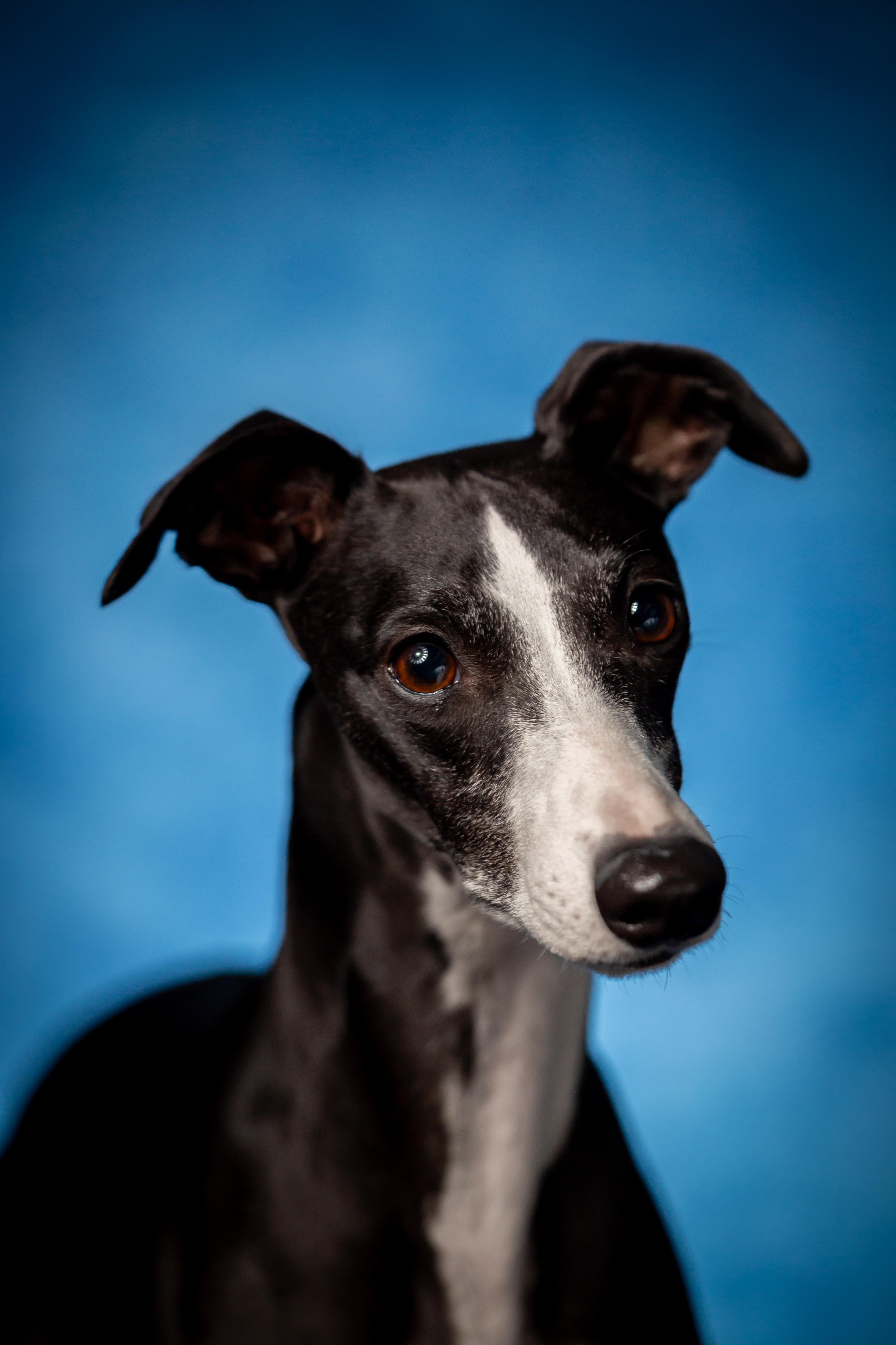 PyneTree Whippets in Florida | Whippet puppies | Good Dog