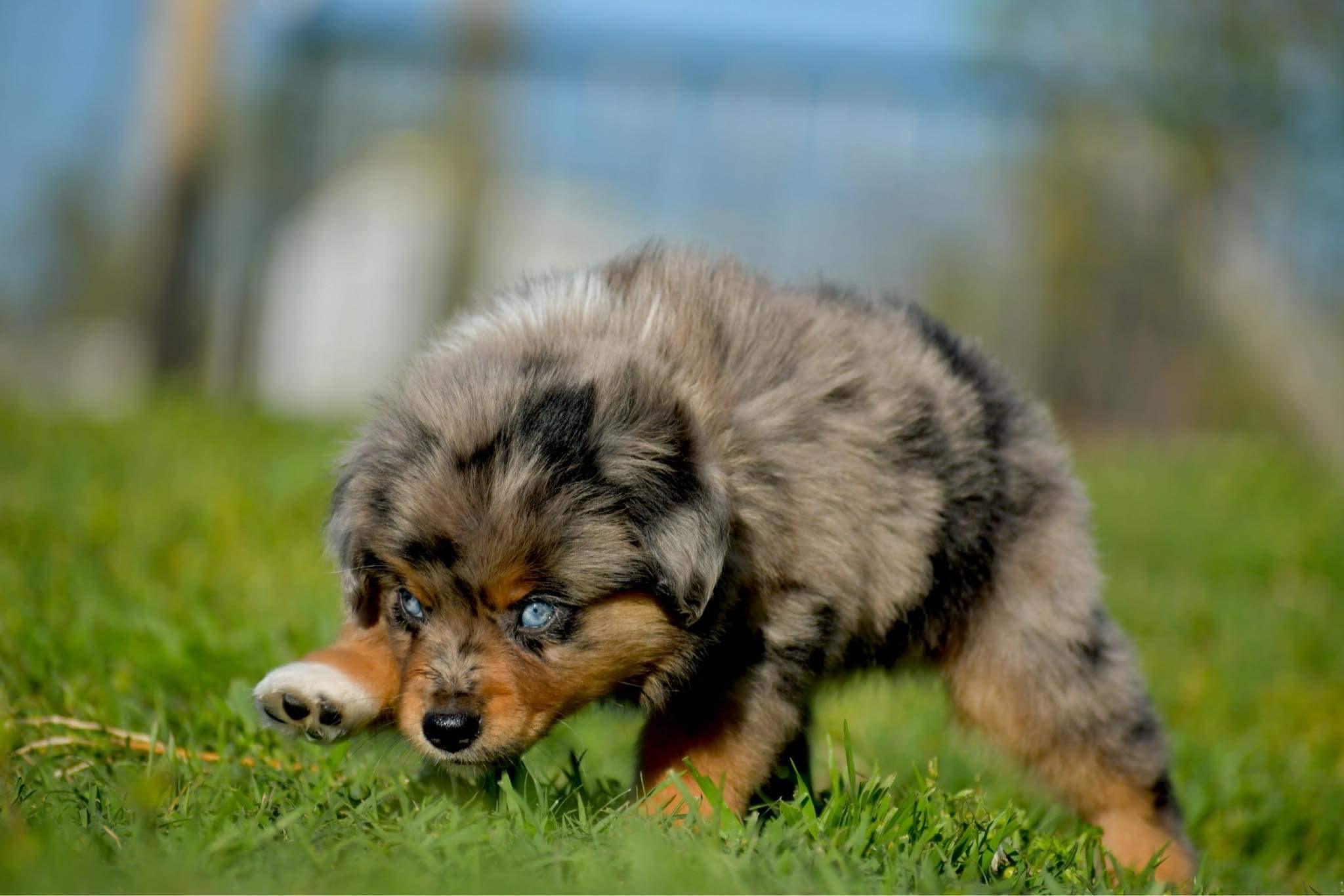 Centerfire Mini Aussies in Texas | Miniature Australian Shepherd and ...