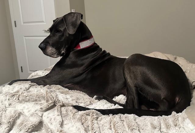Great Dames with PNW Great Danes in Washington | Great Dane puppies ...