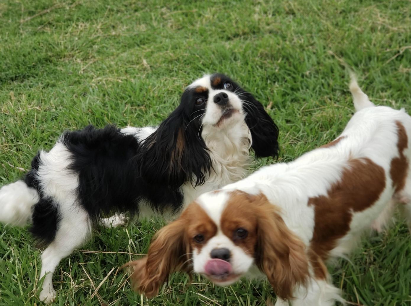 Cocoa Cavaliers in Tennessee | Cavalier King Charles Spaniel and ...