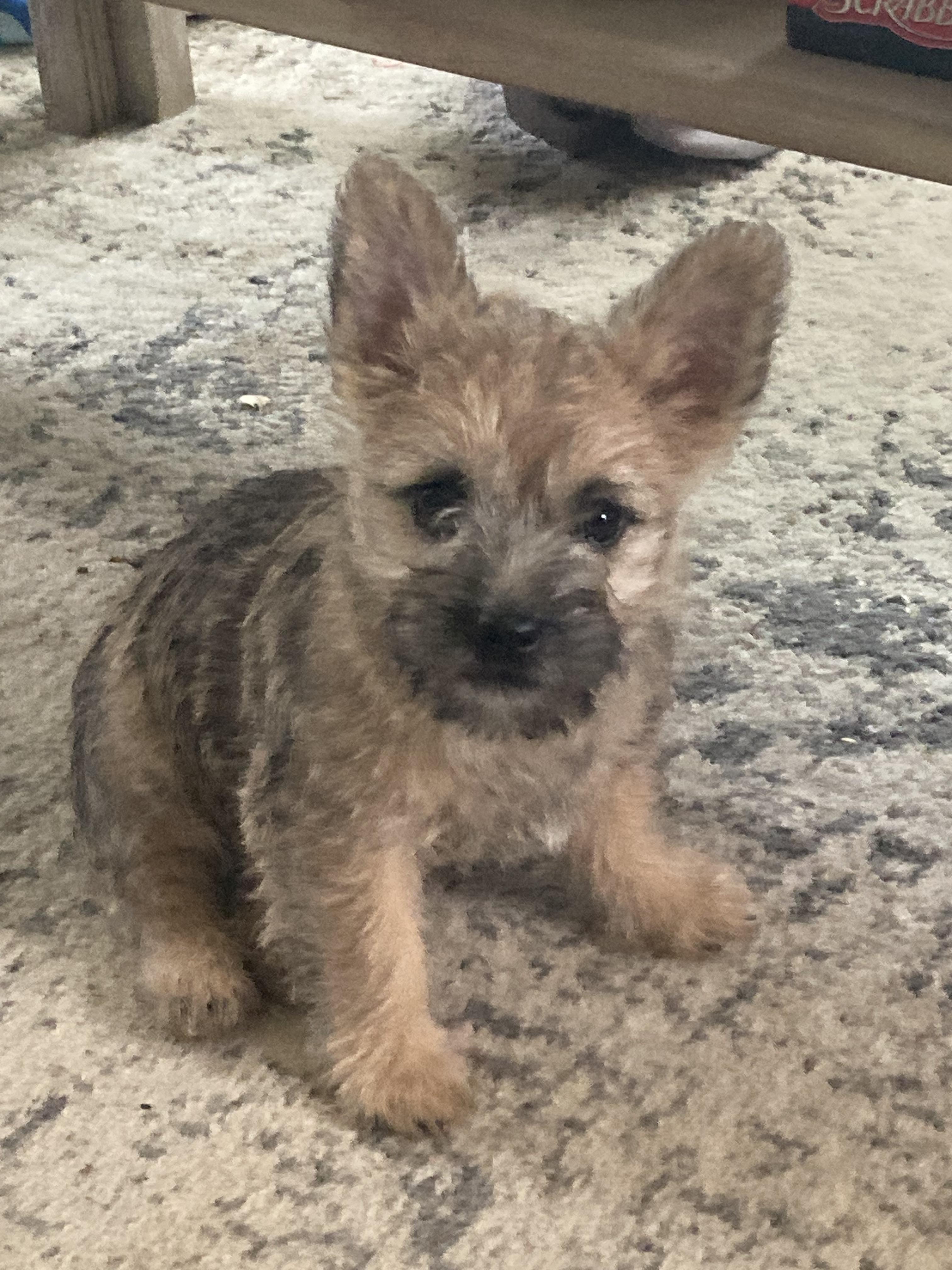 Doug Joray & Holly Hill Cairn Terriers in Indiana | Cairn Terrier ...
