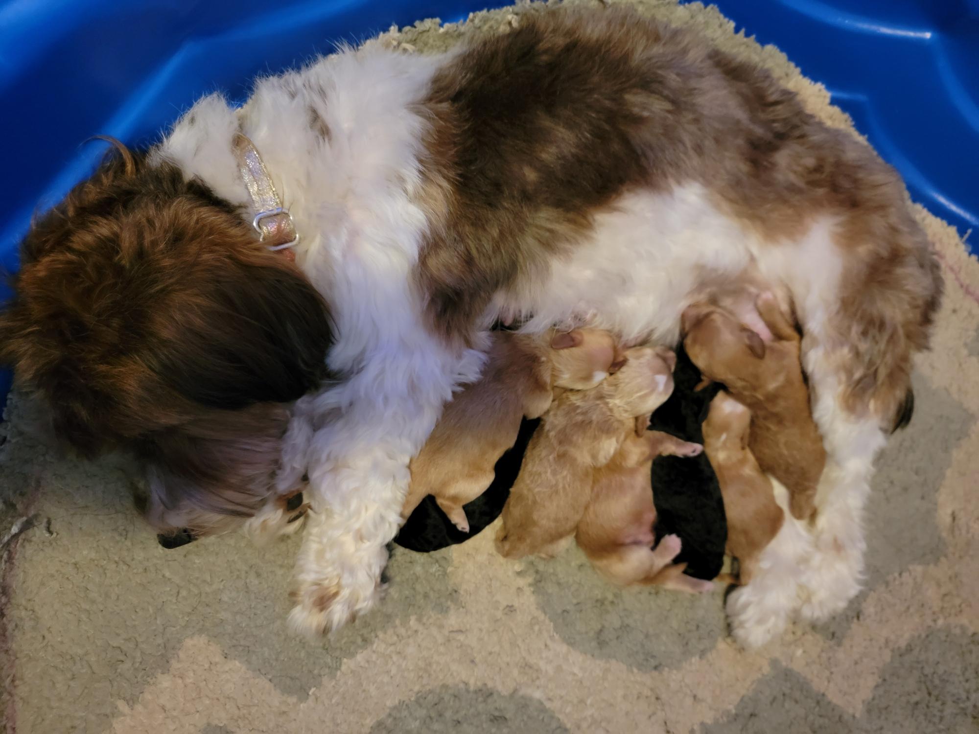 Rachelle's Havapoos in Ohio | Havapoo puppies | Good Dog
