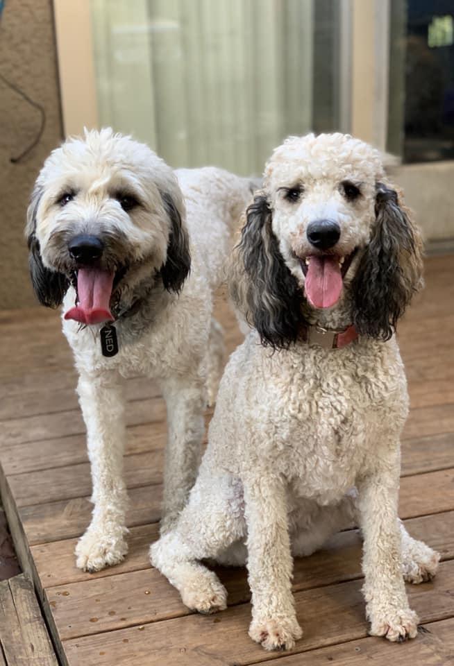 Doodles and Poodles Naturally in Iowa | Goldendoodle, Poodle or Golden ...
