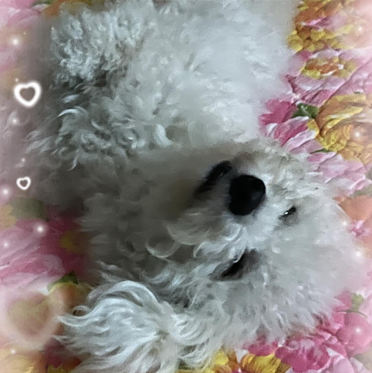 Susi’s Precious Pooches of Citra in Florida | Bichon Frise, Poodle or ...