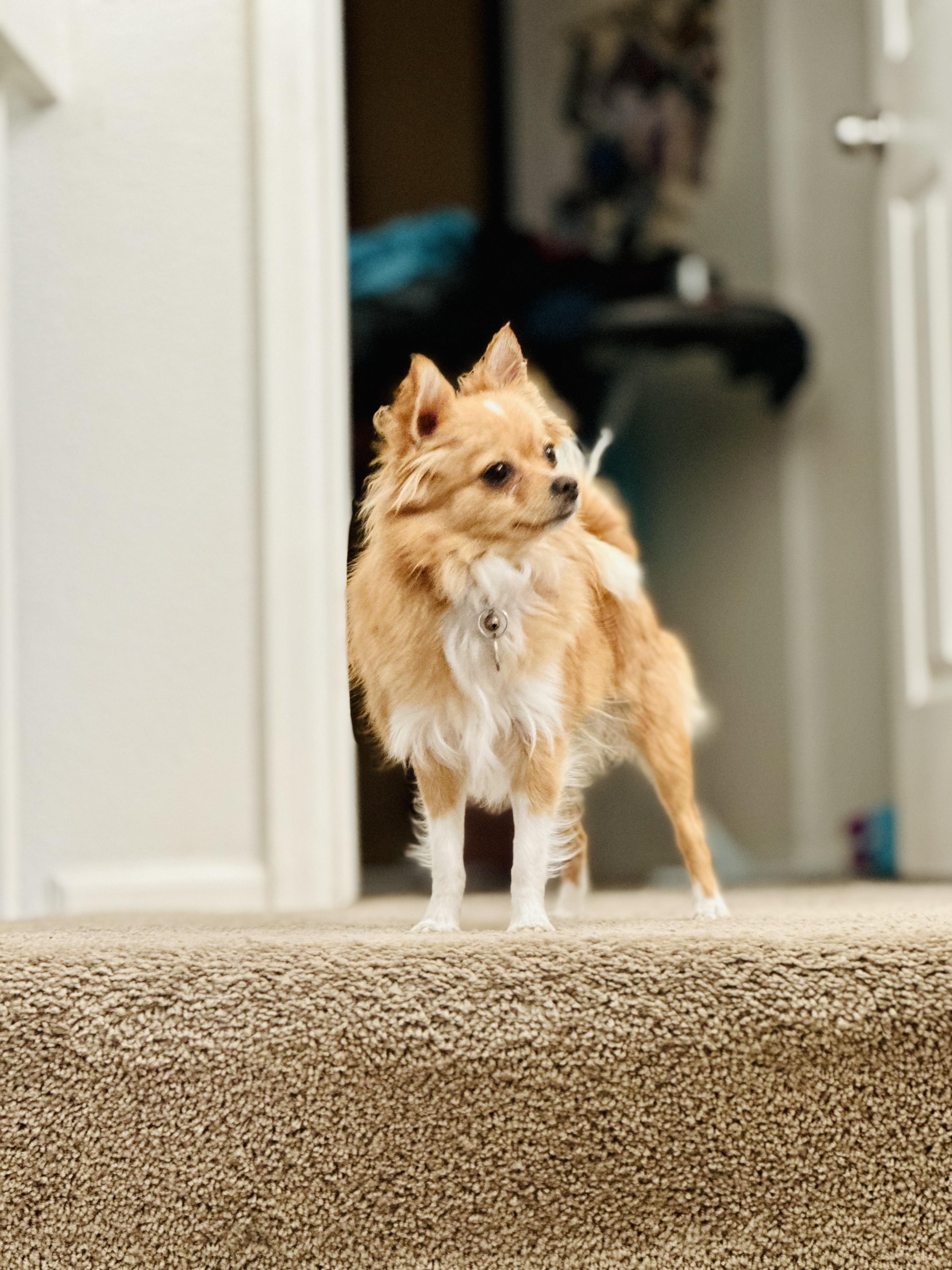 Fire Dove Pom in Colorado | Pomeranian puppies | Good Dog