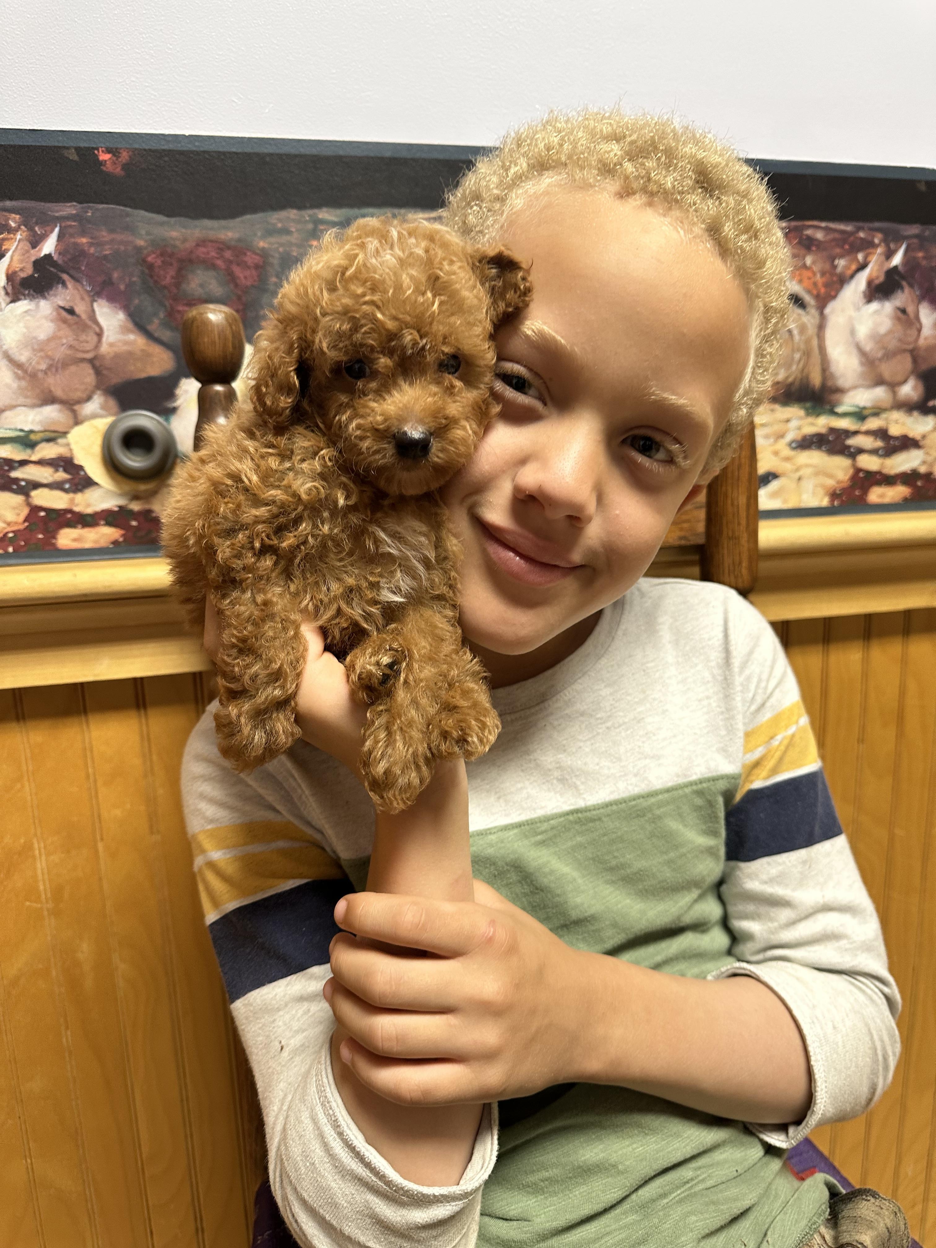 Geise Meadow Doodles in North Carolina | Goldendoodle, Poodle or ...
