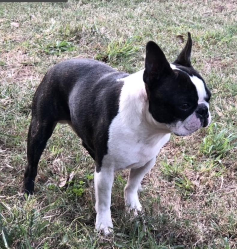 Southern Bulldogs in Alabama | Boston Terrier and French Bulldog ...