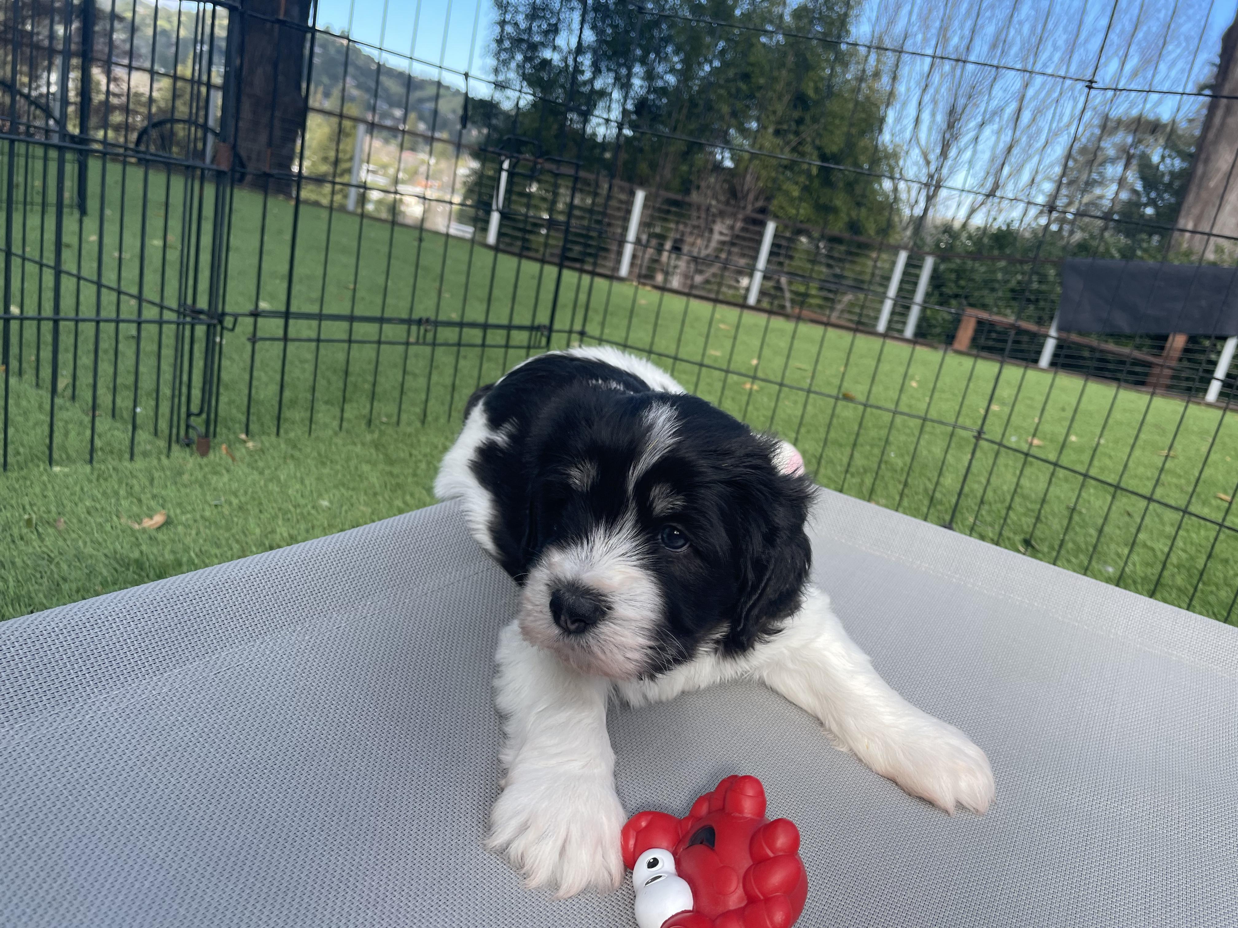 Ponavie PONs in California | Polish Lowland Sheepdog puppies | Good Dog