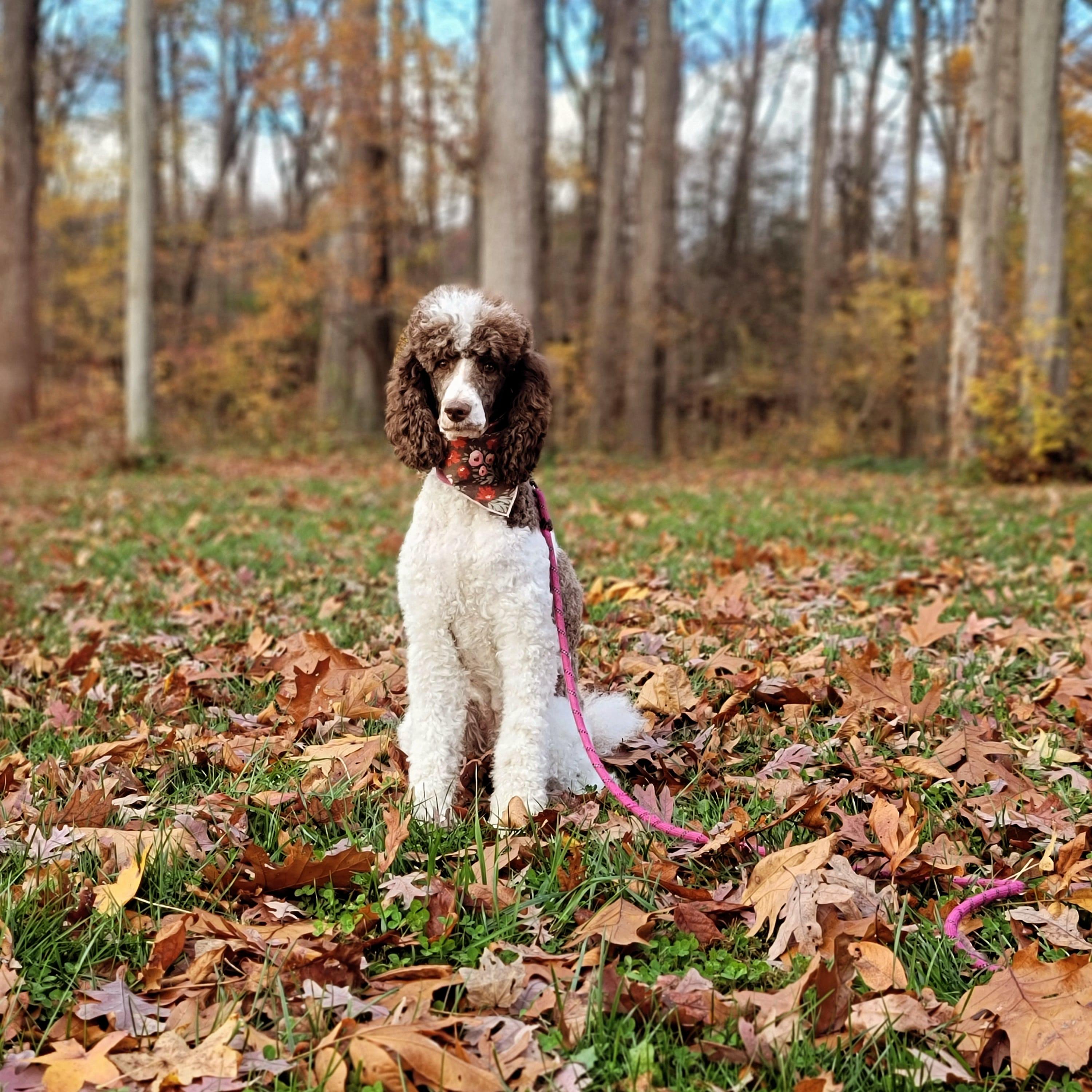 Dogtastic Poodles in Delaware | Poodle puppies | Good Dog