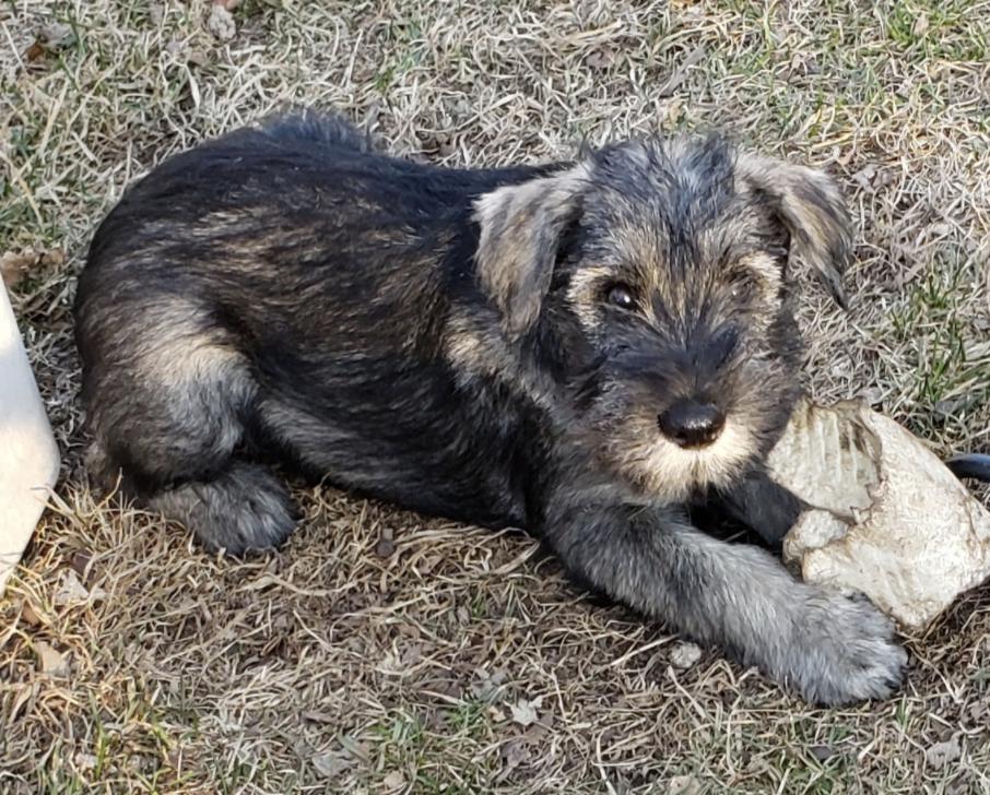 Von Link Standard Schnauzers in Wisconsin | Standard Schnauzer puppies ...