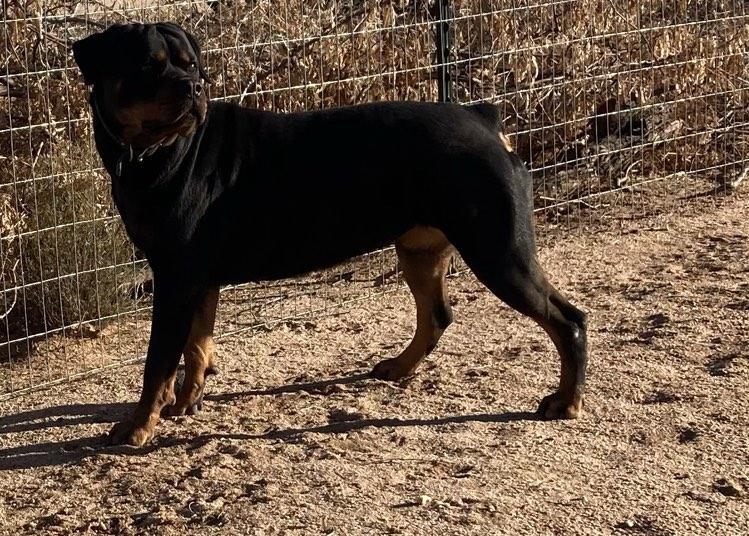 Vertrag Rock Rottweiler in Arizona | Rottweiler puppies | Good Dog