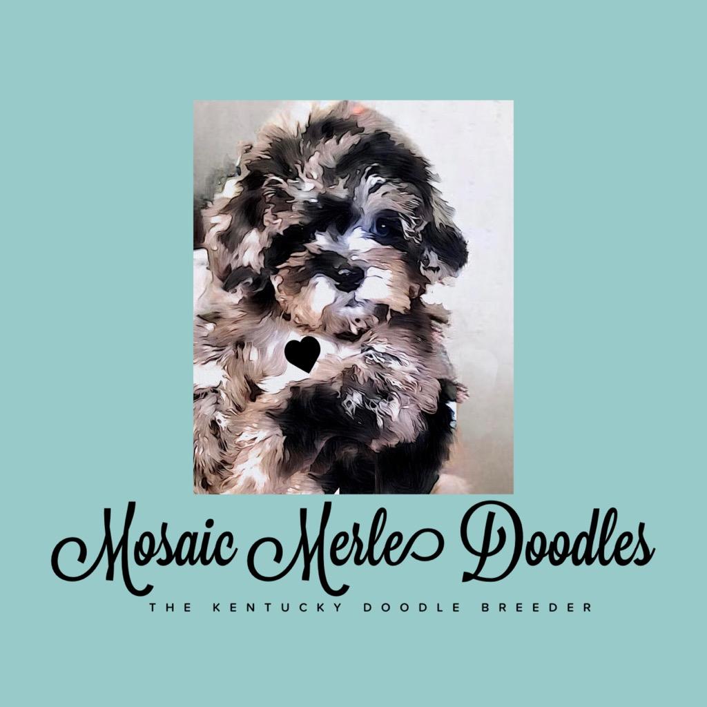 Mosaic Merle Doodles in Kentucky | Cavapoo, Cockapoo, Maltipoo ...
