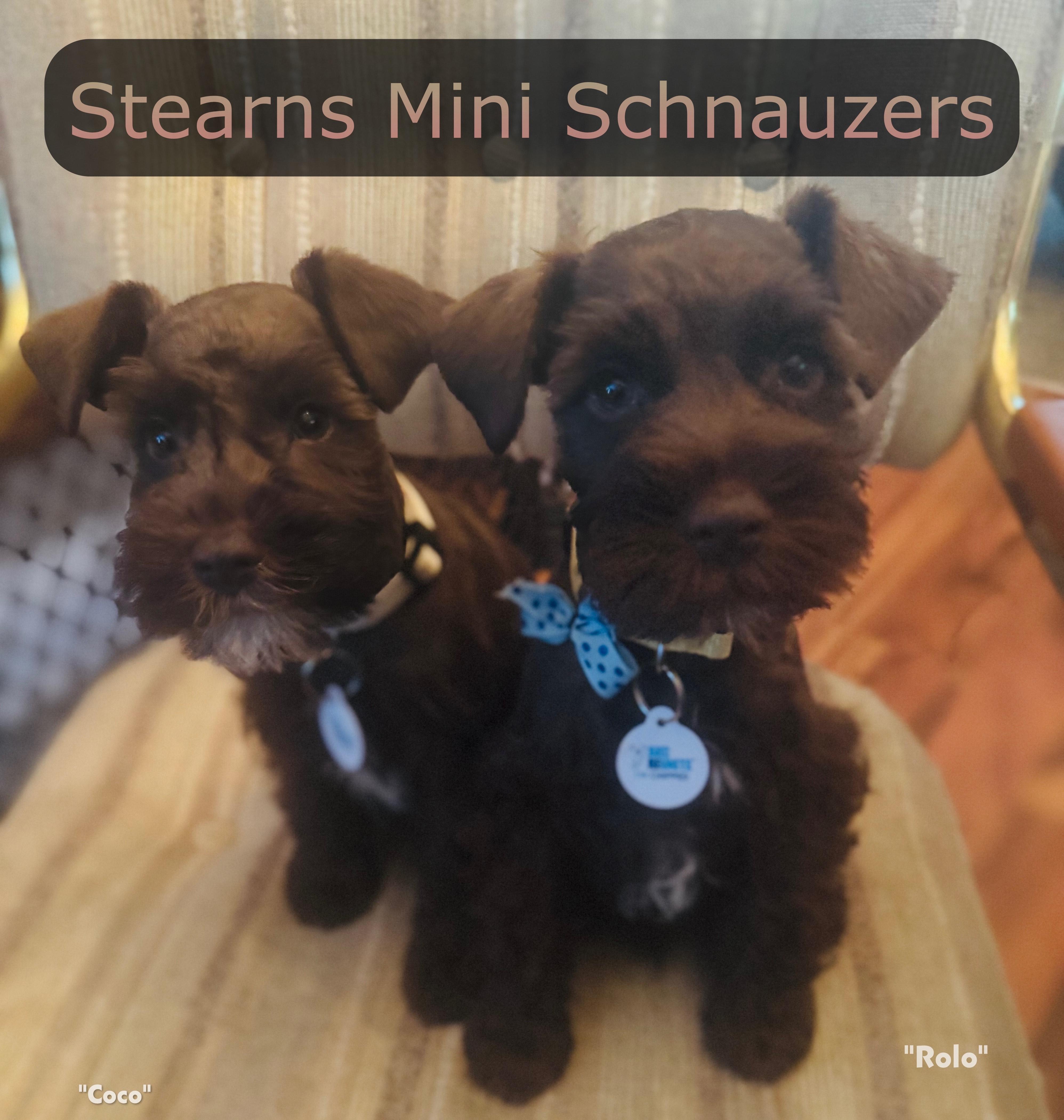 Stearns Cocoa Wheaton Mini Schnauzer's Diamonds & Gems in Nebraska ...