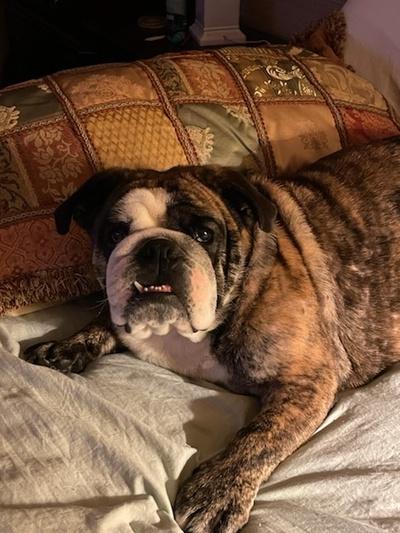 Double E Bullies in Arkansas | Bulldog puppies | Good Dog