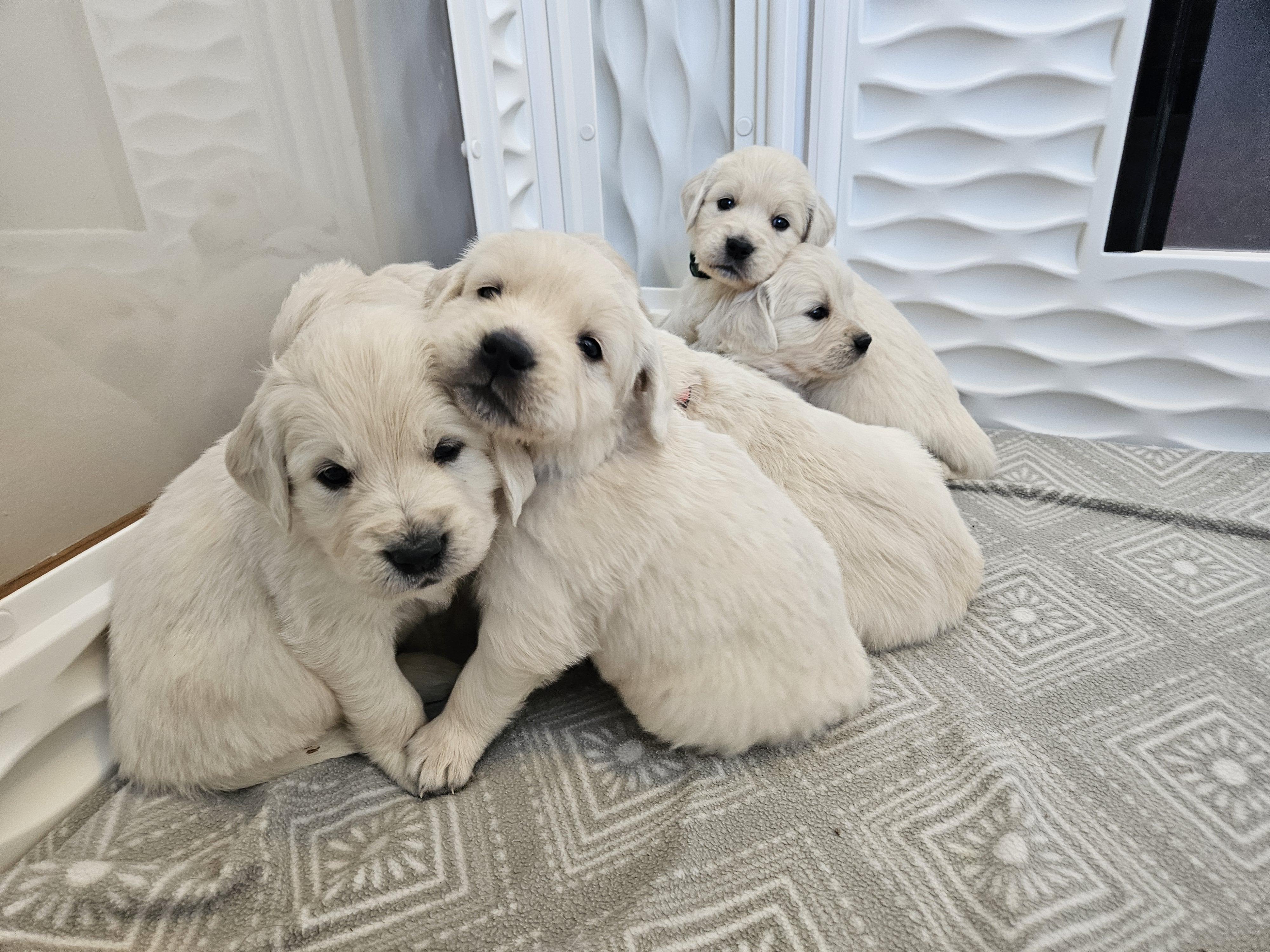 Sweetwater Goldens in New York | Golden Retriever puppies | Good Dog