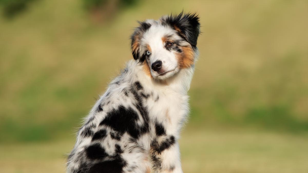 25 cute Miniature Australian Shepherd puppies for sale in Albany ...