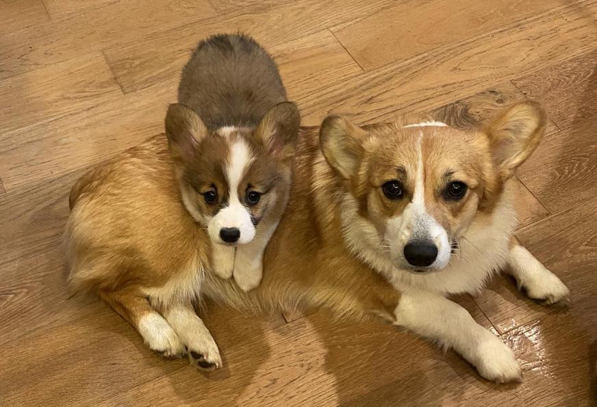 LS Valley Corgis in Oregon | Pembroke Welsh Corgi puppies | Good Dog