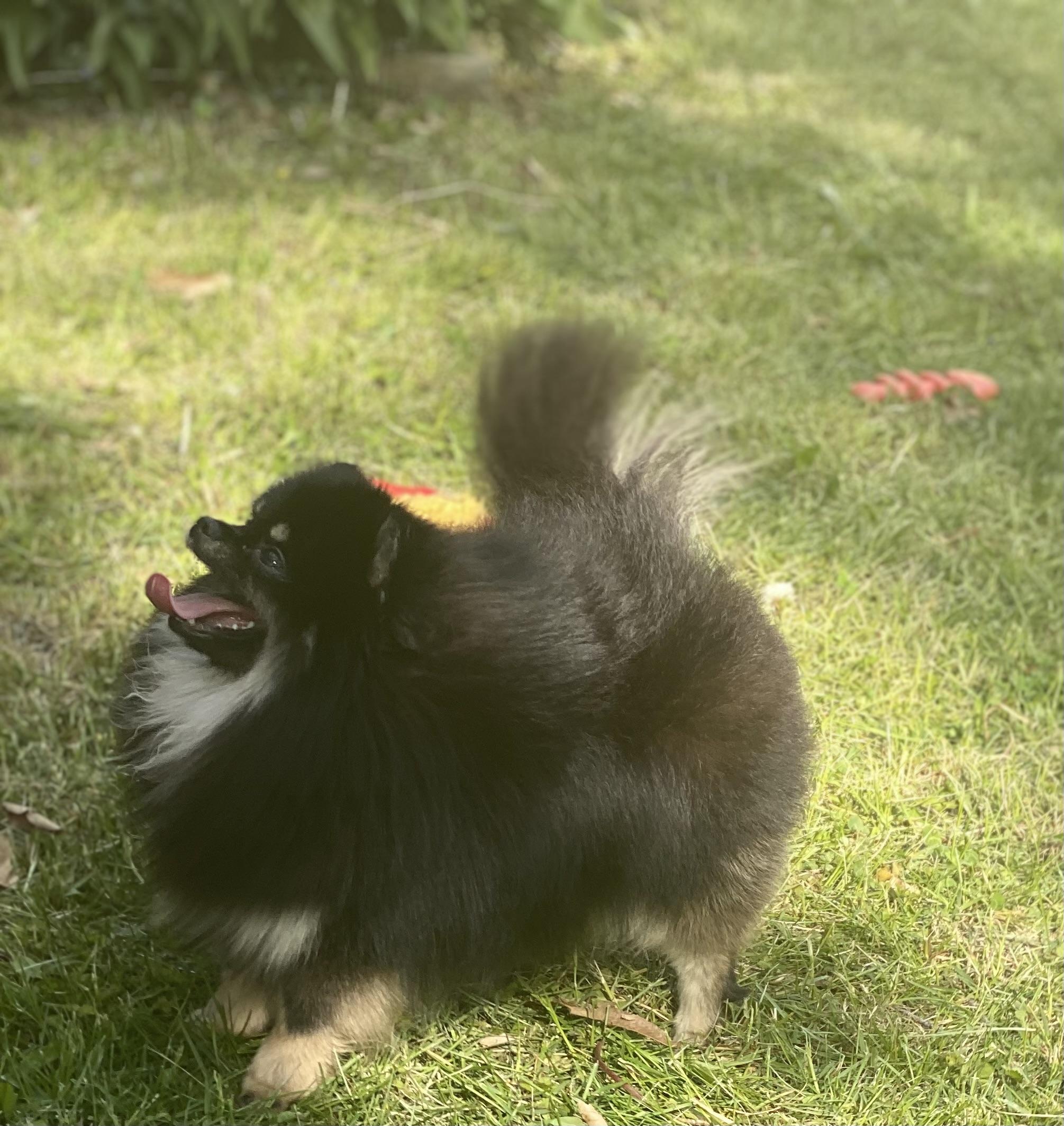 R & R POMZ in New York | Pomeranian puppies | Good Dog