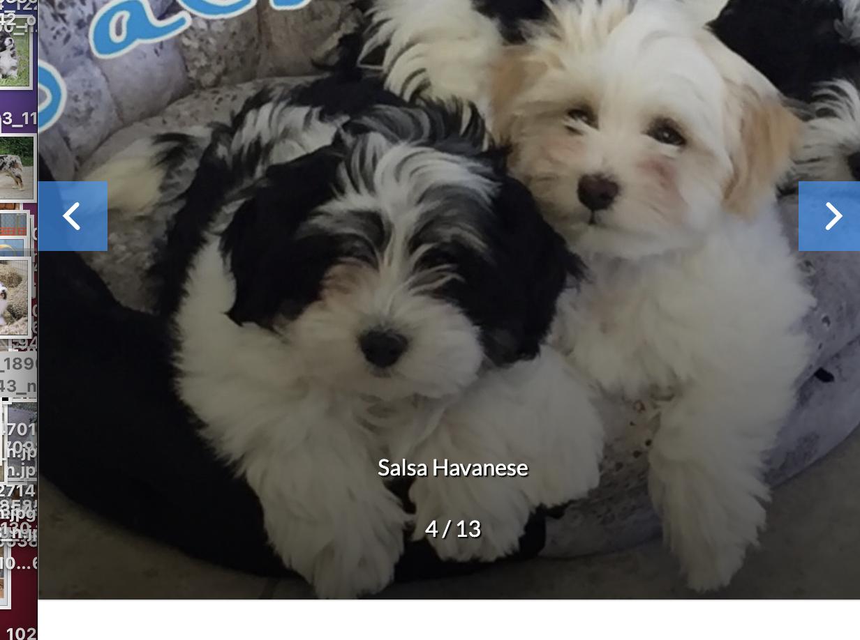 Salsa Havanese in Arizona | Havanese puppies | Good Dog