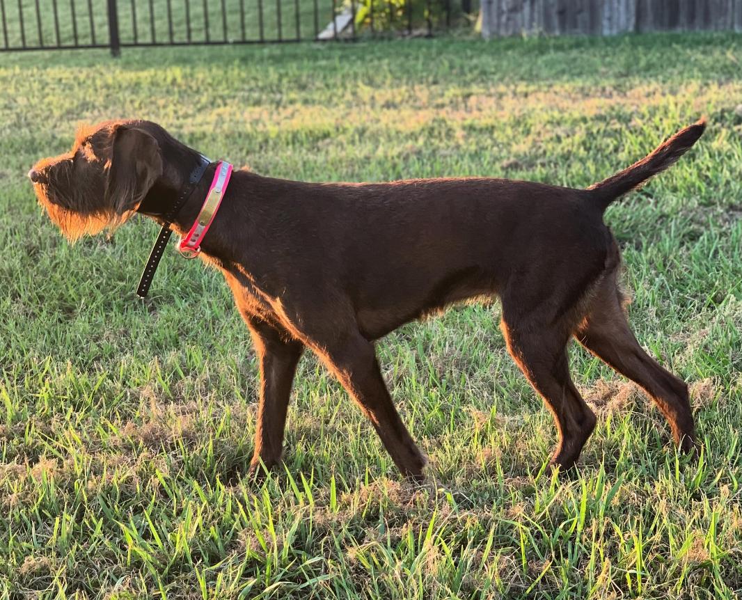 Stohner Pudelpointers in Texas | Pudelpointer puppies | Good Dog
